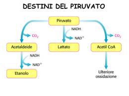 DESTINO DEL PIRUVATO